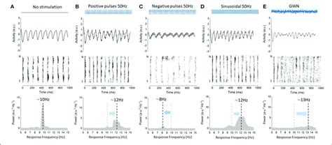 Variability Of The Cortical Microcircuit Network Responses To Download Scientific Diagram