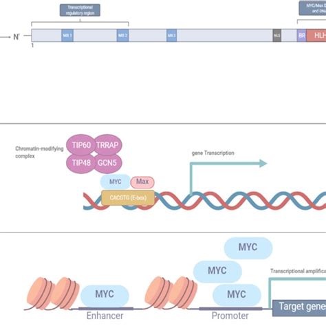 Schematics Of Myc Protein And Its Transcriptional Activity A Myc Gene Download Scientific