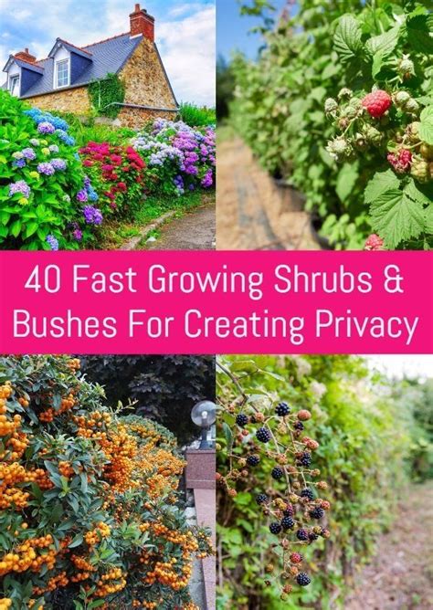 40 Fast Growing Shrubs And Bushes For Creating Privacy Artofit