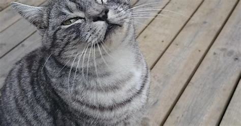 My Cat Was Totally Stoned This Weekend Catnip 420 Imgur