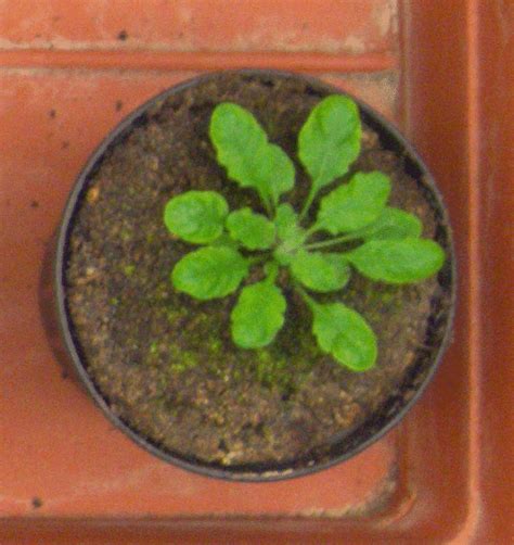 Actor Critic Instance Segmentation Deepai