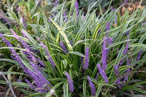 30 Best Deer Resistant Ground Cover Perennial Plants