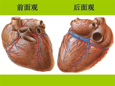 最详细冠状动脉解剖分段及相关疾病诊断 好医术早读文章 好医术 赋能医生守护生命