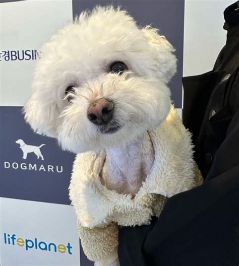 비숑프리제 김밥 사모예드특징 스피츠특징 시바견특징 시베리안허스키특징 시츄특징 요크셔테리어특징 웰시코기특징 이탈리아그레이하운드특징 치와와특징 코카스파니엘특징 폼스키특징 폼치