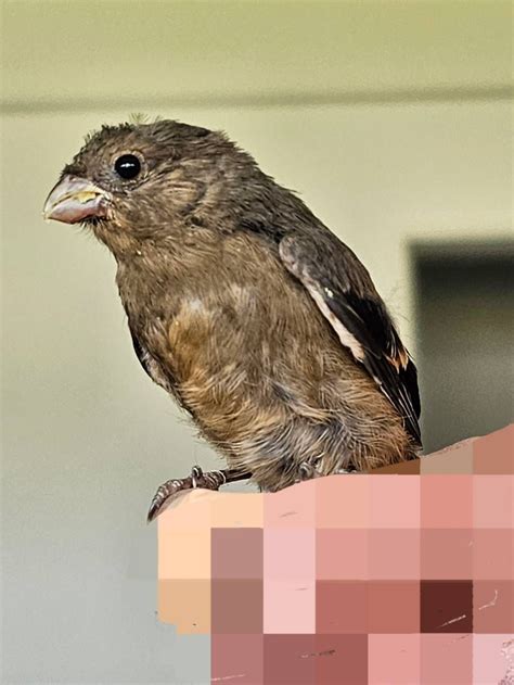 Büro Maskottchen Samsung Community