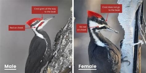 Easy Ways To Identify Male Female Pileated Woodpeckers