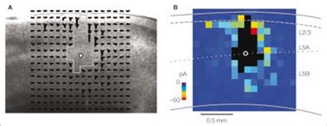 Synaptic Mapping Of Excitatory Inputs To Layer 5 Pyramidal Neurons Download Scientific