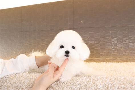 강아지분양 퍼피당 안산 비숑프리제분양 도담