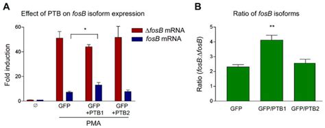 Regulation Of Fosb And Δfosb Mrna Expression In Vivo And In Vitro