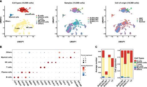 Frontiers Unraveling The Enigma Of B Cells In Diffuse Large B Cell Lymphoma Unveiling Cancer