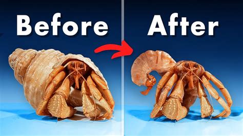 How Are Hermit Crab Shells Made A Look At The Fascinating Process