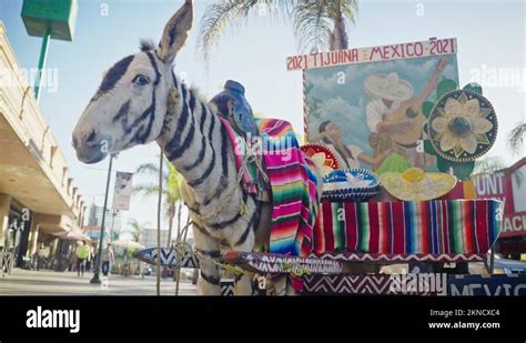 Zebra Mascot Stock Videos And Footage Hd And 4k Video Clips Alamy
