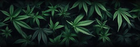 Premium Ai Image A Backdrop Of Large Cannabis Leaves Arranged In A Chaotic Pattern