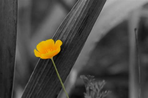 무료 이미지 자연 검정색과 흰색 화이트 사진술 햇빛 꽃잎 검은 노랑 단색화 플로라 닫다 양귀비 색상 재현 매크로 사진 꽃 피는 식물 흑백 사진