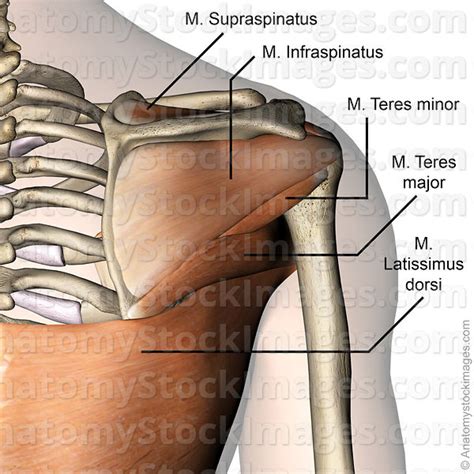 Muscles Names Muscle Diagram Female Body Names Portable Battery