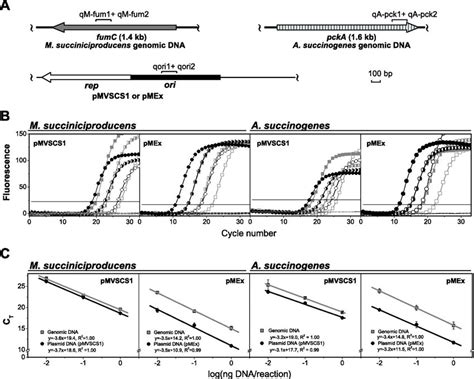 Determination Of Plasmid Copy Numbers By Qpcr A Physical Maps Of The