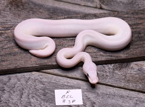 Blue Eyed Leucistic Ball Python By Rock Island Reptiles Morphmarket