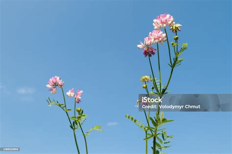 푸른 하늘 배경에 녹색 줄기를 가진 분홍색과 흰색 Securigera Varia 꽃 복사 공간이 있는 자연 사진 디자인과 인쇄를 위한 야생화와 식물 개념 0명에 대한 스톡