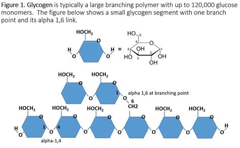Glycogen Storage Disease Types Causes Symptoms Diagnosis And Treatment