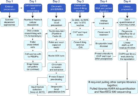 The Biotin ChIP Seq Protocol Overview Download Scientific Diagram