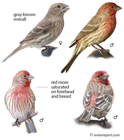 60 Washington State Backyard Feeder Birds Id And Sound Guide