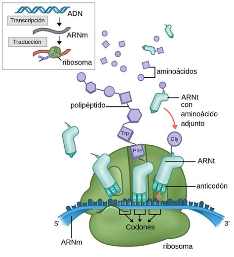 Síntesis De Proteínas Labster Theory