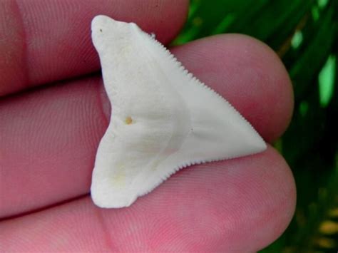 Bull Upper Shark Tooth