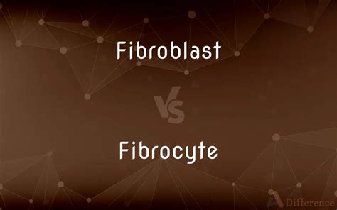 Fibroblast Vs Fibrocyte — Whats The Difference