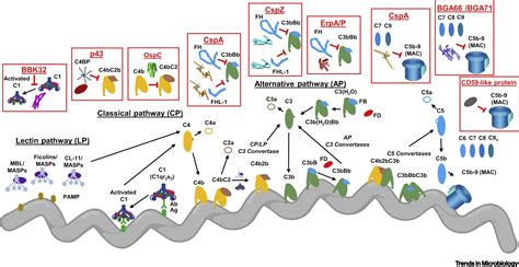 Lyme Disease Bacteria Diagram