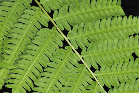 Pteris Wallichiana Flickr