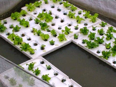 Floating Hydroponic Hidroponik Rakit Apung ~ Hidrafarm