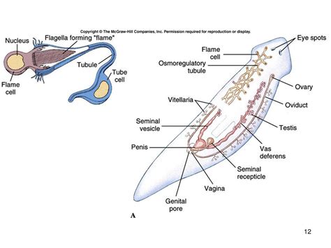 Phylum Platyhelminthes Ppt Download