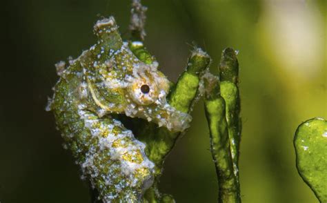 Who Is Hans Hass Hass Place In Diving History Scuba Diving