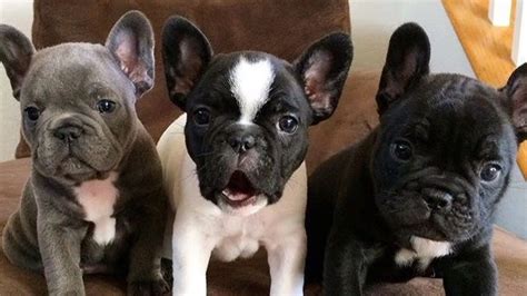 СМЕШНЫЕ французские бульдоги 42 Просто попробуй не рассмеяться Youtube