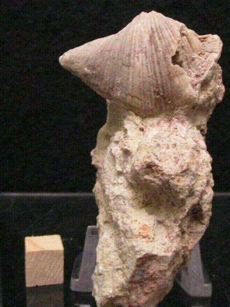 Permian Fossil Spirifer Brachiopod Bivalve Brown County Texas 4317746199