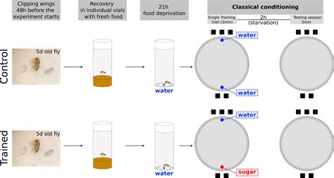 A New Behavioral Paradigm For Visual Classical Conditioning In Drosophila