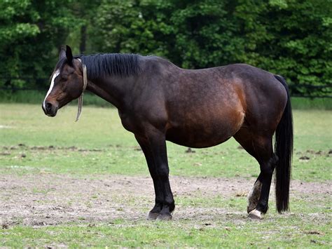 What Does A Brown Horse Look Like