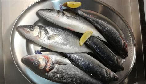 Brancin Ribarnica Kormoran