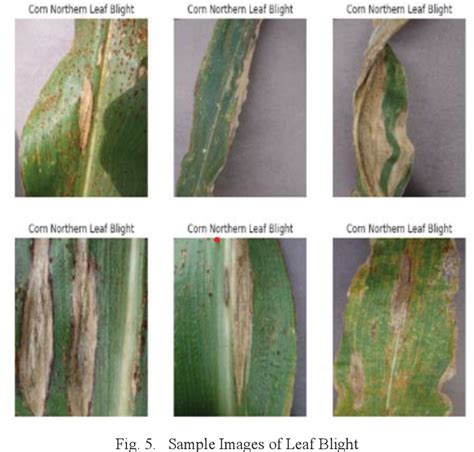 Figure 1 From Classification Of Multiple Maize Leaf Diseases Using A Blended Convolutional