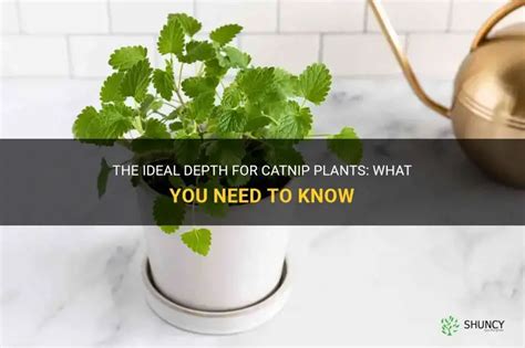 The Ideal Depth For Catnip Plants What You Need To Know Shuncy