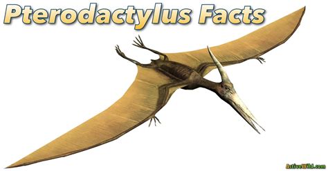 Actual Size Of Pterodactyl At Robert Hambright Blog