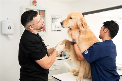 Pyoderma In Dogs Causes Types And Treatment