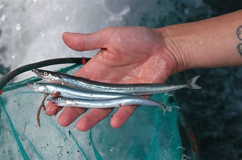 How To Catch Pollack Talk Sea Fishing