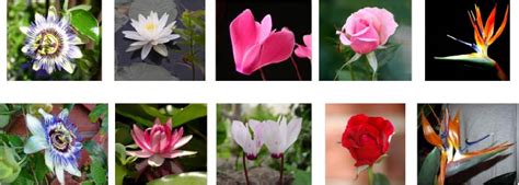 Flower Recognition