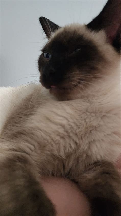 Tiny Blep Scrolller