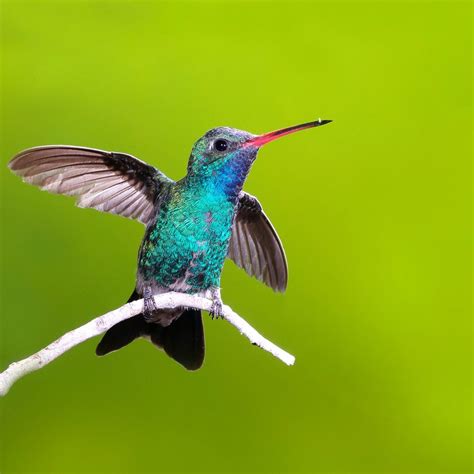 10 Incredible Hummingbird Species You Could See In Your Backyard