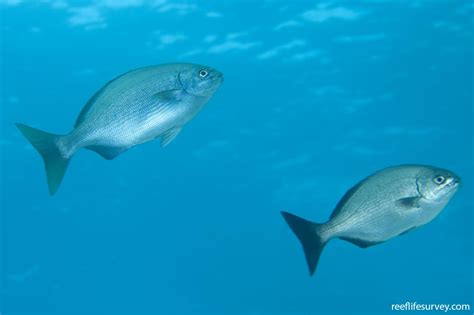 Kyphosus Sectatrix Pacific Drummer Reef Life Survey