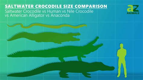 Saltwater Crocodile Size Comparison Their Size Vs Humans A Z Animals Saltwater Crocodile Size Comparison Their Size Vs Humans A Z Animals
