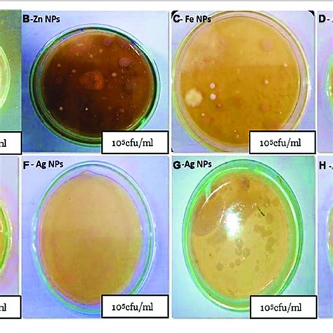 Calculation Of The Number Of Bacteria Cfu Per Milliliter At Soil Download Scientific