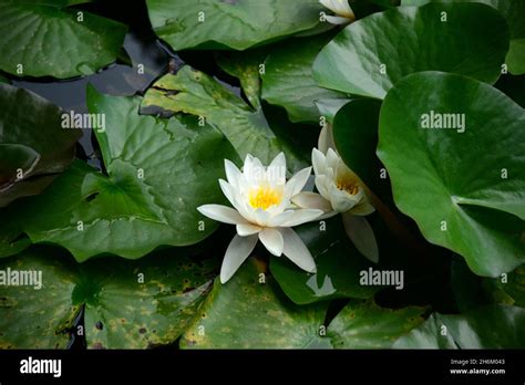 Nymphaea L 1753 Plante Angiosperme Appartenant à La Famille Des